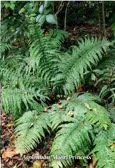 Great ferns worth growing - PressReader