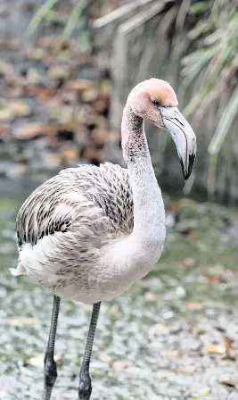 On a clipped wing, flamingo escapes a British zoo for a life on France’s beaches - PressReader
