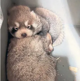 Red panda cub dies at Toronto Zoo - PressReader