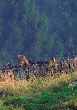 Lupi, nell’ultimo anno in Lessinia un nuovo branco e almeno 8 nascite ...