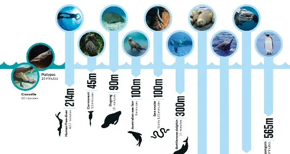 Deep-diving animals - PressReader