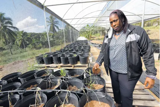 Tacius Golding High boosts productivi­ty of Brown’s Hall farmers ...