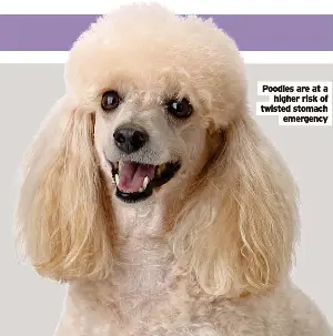 POODLE DIET EMERGENCY PAMPERED PETS - PressReader