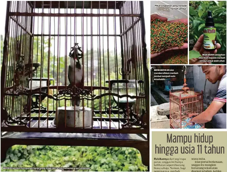 Mampu hidup hingga usia 11 tahun - PressReader