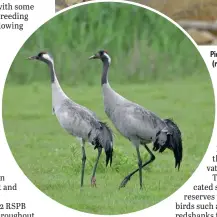Give our avian wildlife a wide berth says RSPB | West Sussex County ...