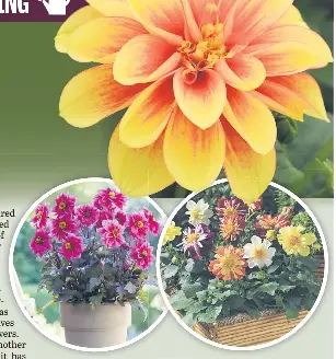 The delight of dahlia blooms - PressReader