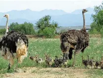 VOLSTRUISE WAT LAM WORD - PressReader