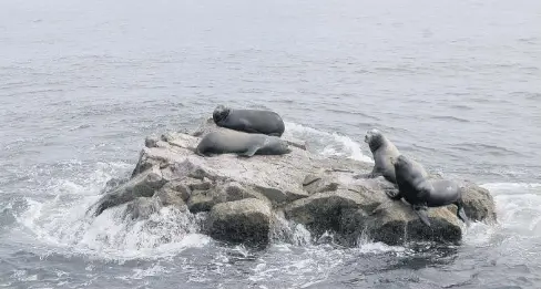 Lobos marinos, un atractivo para quien recorre la bahía mazatleca ...