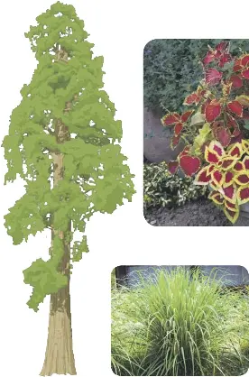 Features of Plants - PressReader