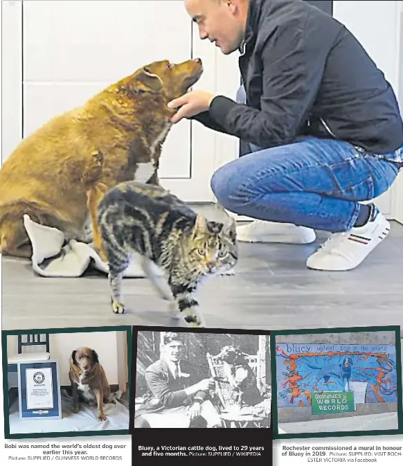 Bobi, the world’s oldest dog - PressReader