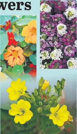 Bee-friendly flowers - PressReader