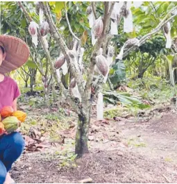 Chocolate in the heart of Bicolandia - PressReader