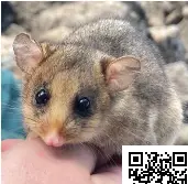 Help the mountain pygmy possum - PressReader