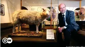 25 years of Dolly: What’s become of the world’s first cloned sheep ...