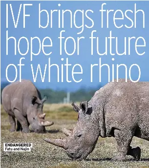 IVF brings fresh hope for future of white rhino - PressReader