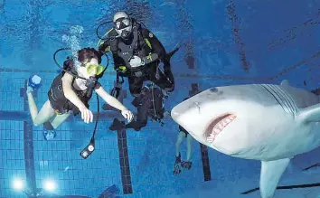 Begegnung mit Bruce, dem Hai - PressReader