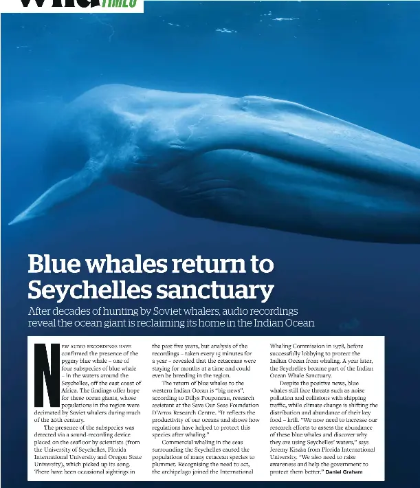 Blue whales return to Seychelles sanctuary - PressReader
