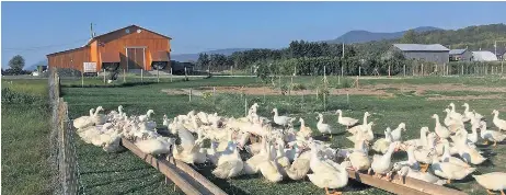 Exceldor ferme son abattoir spécialisé de Saint-Agapit - PressReader