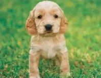 Una cocker delicada - PressReader