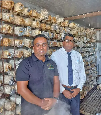 College Embarks on Mushroom Programme - PressReader