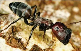 Diddy but deadly, suicide bomber ant that covers foes with toxic ‘curry ...