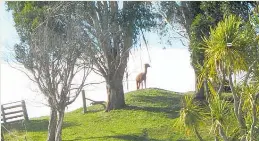 LIFE IN PICTURES - PressReader