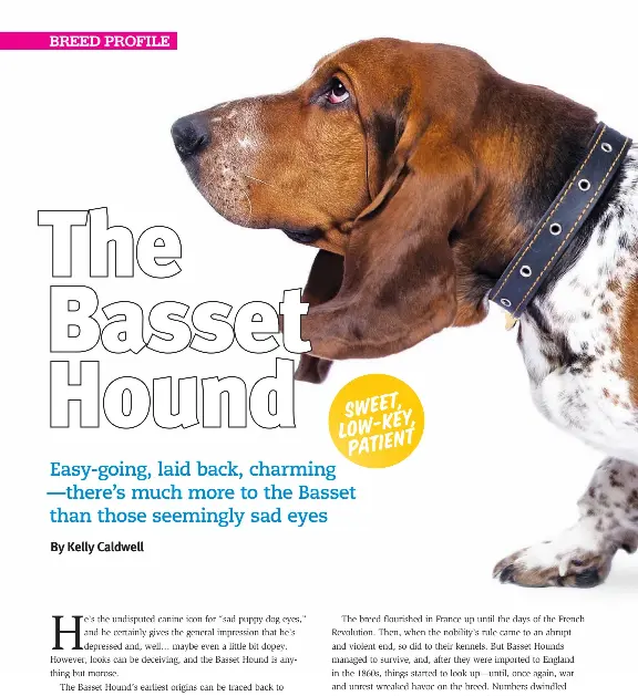 The Basset Hound - PressReader