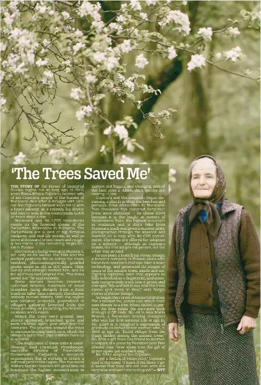 ‘The Trees Saved Me’ - PressReader
