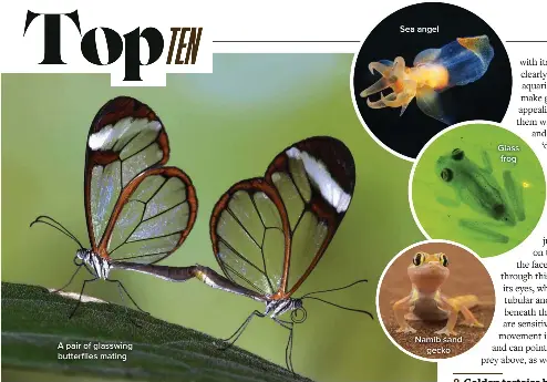 See-through animals - PressReader