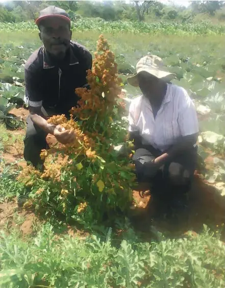 Quinoa: Wonder crop inspires hope in Zim’s - PressReader