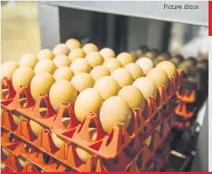 ‘Open borders for eggs’ - PressReader