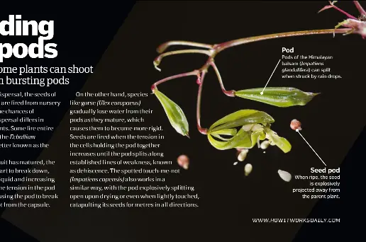 Exploding seed pods - PressReader