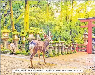 A stark contrast to Fiji’s - PressReader