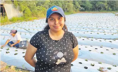 Comienza primera cosecha de frutilla en Areguá y la venden a 80.000 el kg - PressReader