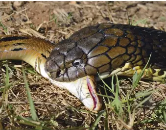 KING OF SNAKES - PressReader