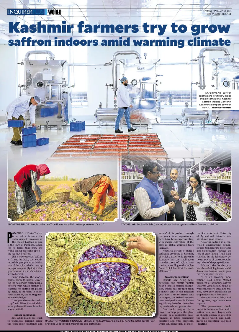 Kashmir farmers try to grow saffron indoors amid warming climate - PressReader
