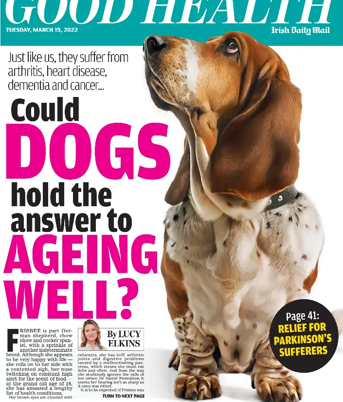 Could DOGS hold the answer to AGEING WELL? - PressReader