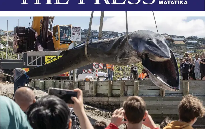 Crowd in awe as stranded whale pulled from ocean - PressReader