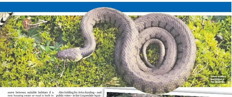 Sssave the snakes... - PressReader