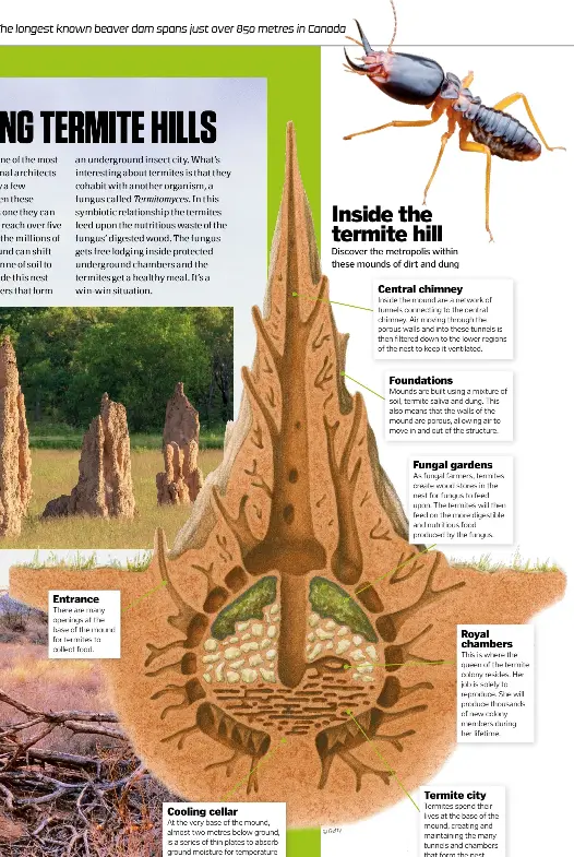 Termites Nest Structure
