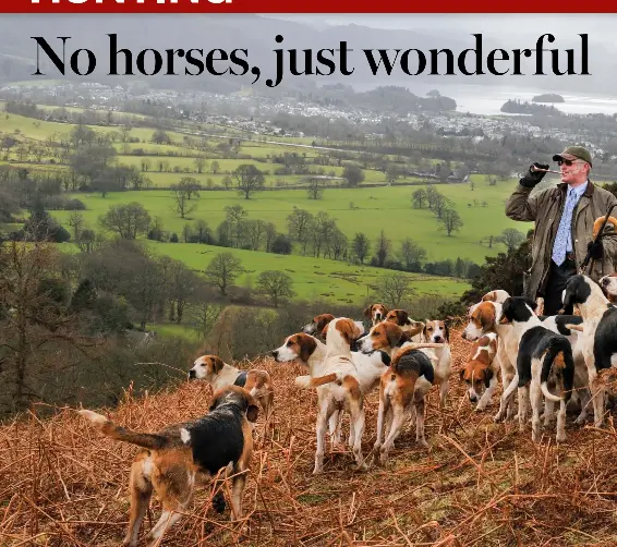 No horses, justWhy wonderful hounds everyone should try fell hunting at ...