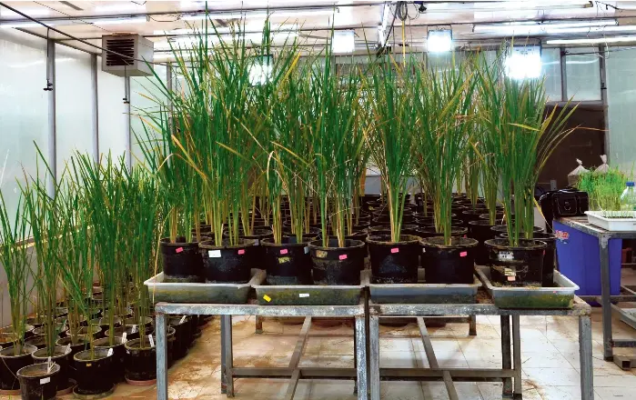NIPGR’s gene-edited rice has better phosphate uptake, more yield ...