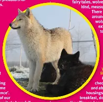 Animal magic - PressReader