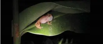 Coqui frogs on Maui; containmen­t protects quiet nights and the ...