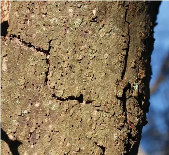 Dutch elm disease is spreading in Waipā - PressReader