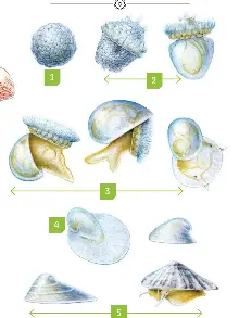 LIFE CYCLE OF A LIMPET - PressReader