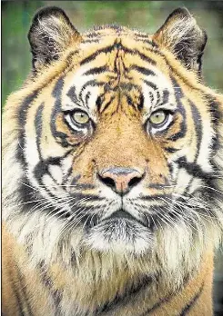 Big cat sanctuary staff ‘devastated’ at death of tiger - PressReader