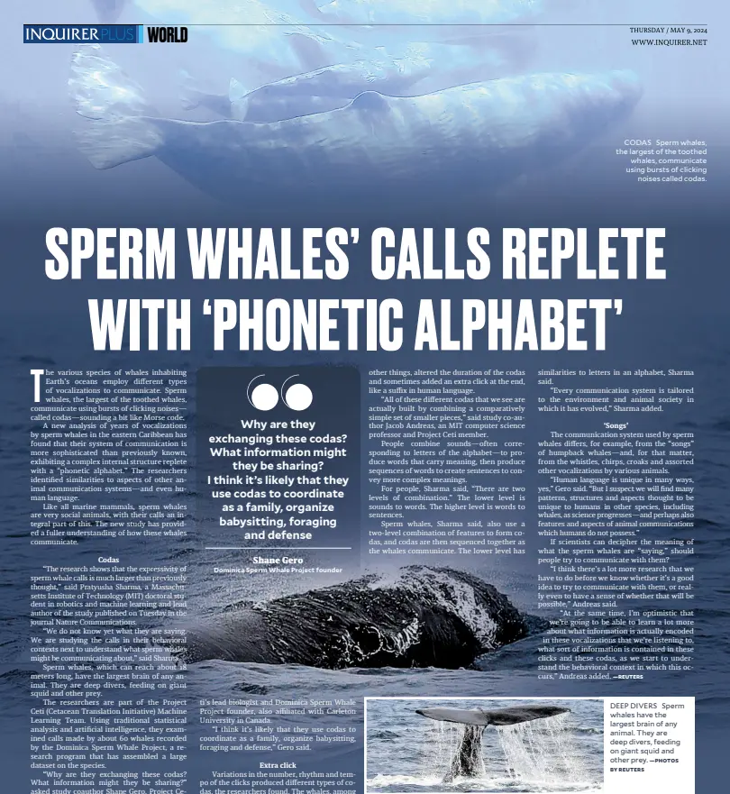 SPERM WHALES’ CALLS REPLETE WITH ‘PHONETIC ALPHABET’ - PressReader