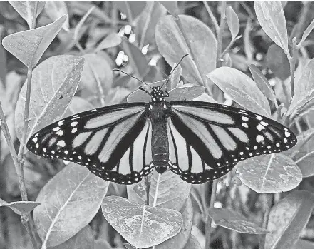 Help save the monarch butterfly from disappeari­ng - PressReader