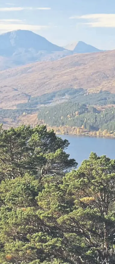 Can’t see the data for the trees - PressReader
